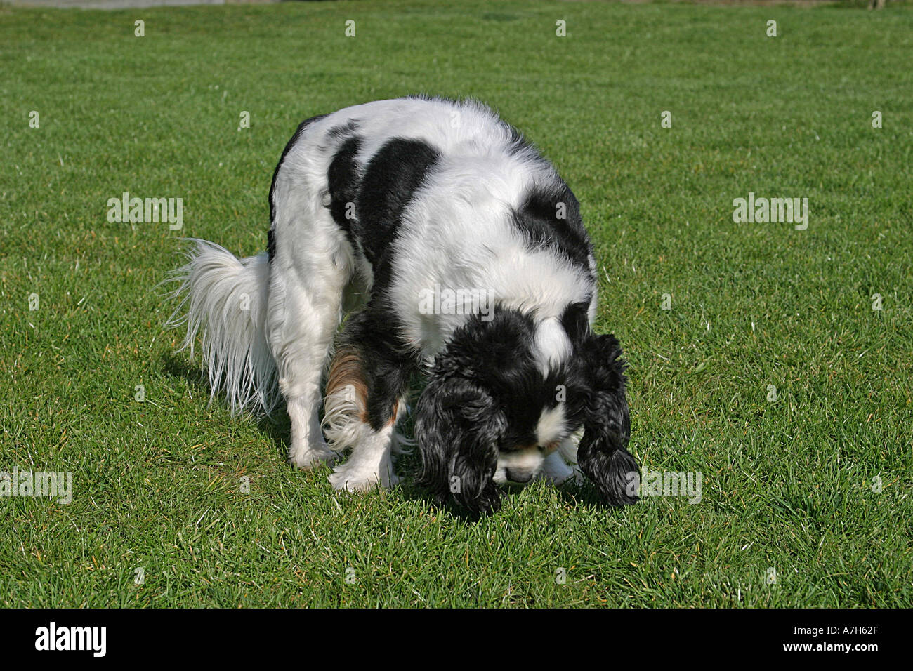dog chewing bone in garden Stock Photo - Alamy