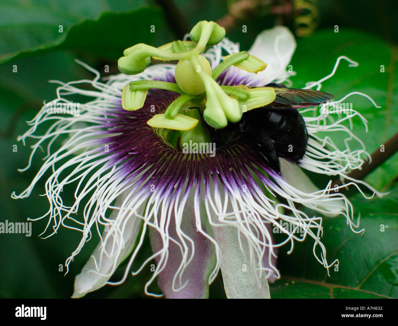 Passiflora edulis flavicarpa passion hi-res stock photography and ...
