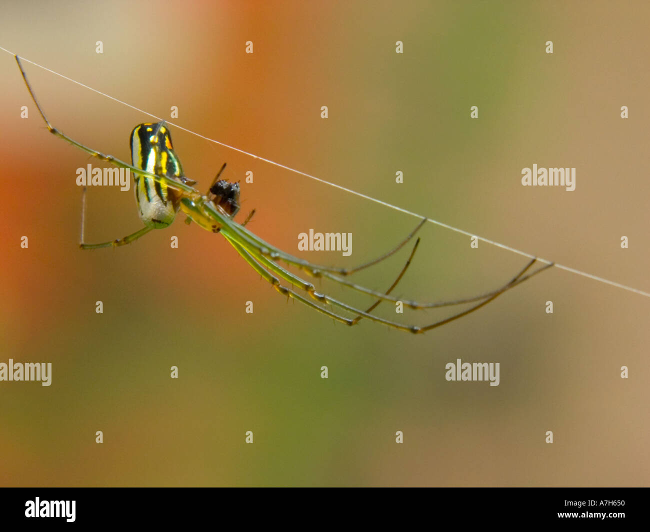 Tropical spider eating fly hi-res stock photography and images - Alamy