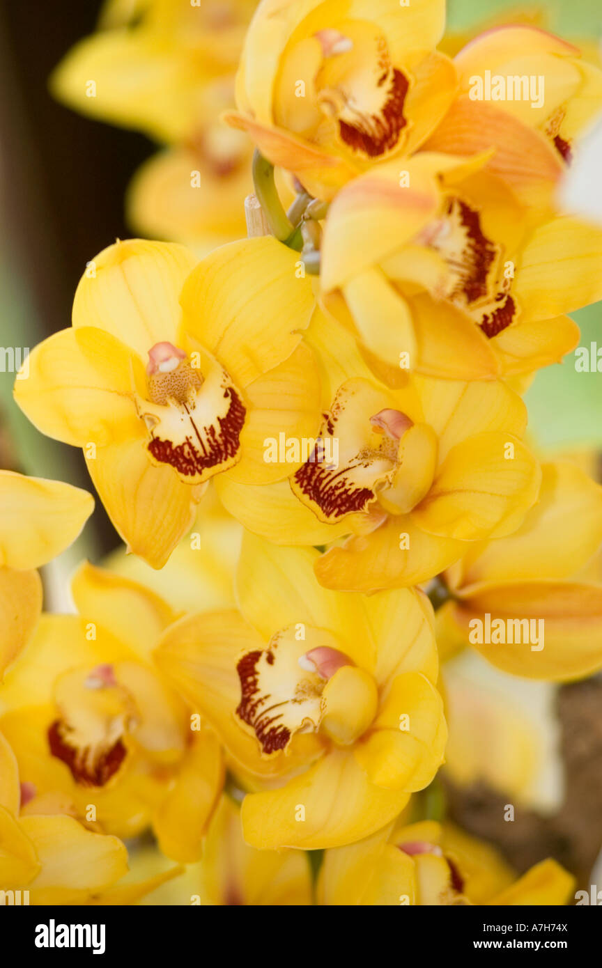 Yellow brown Cymbidium Orchid SUNKIST at flower show in Keukenhof ...