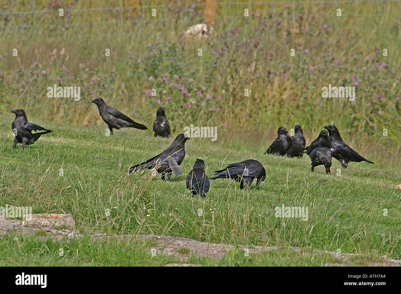 Crows in a field Stock Photo - Alamy