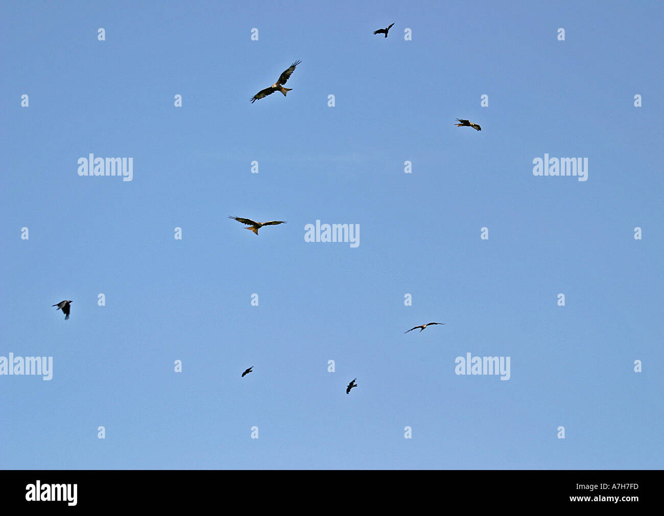 Crows bird fly sky red kites blue hi-res stock photography and images ...
