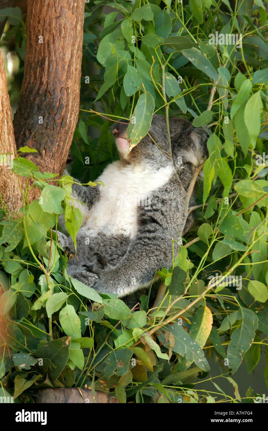 Koala at Taronga zoo, New South Wales Australia Stock Photo - Alamy