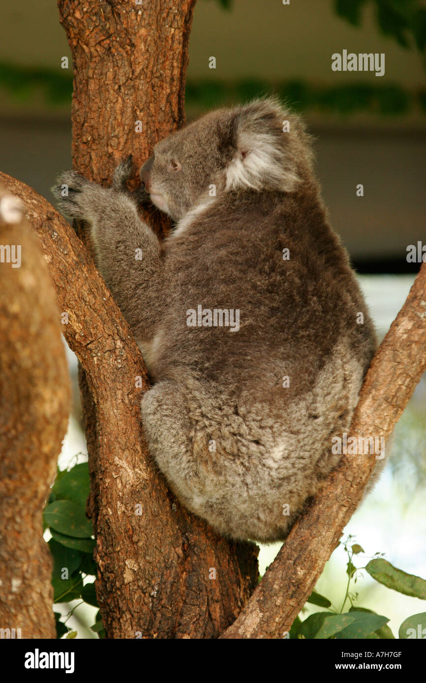 Taronga zoo sydney koala hi-res stock photography and images - Alamy