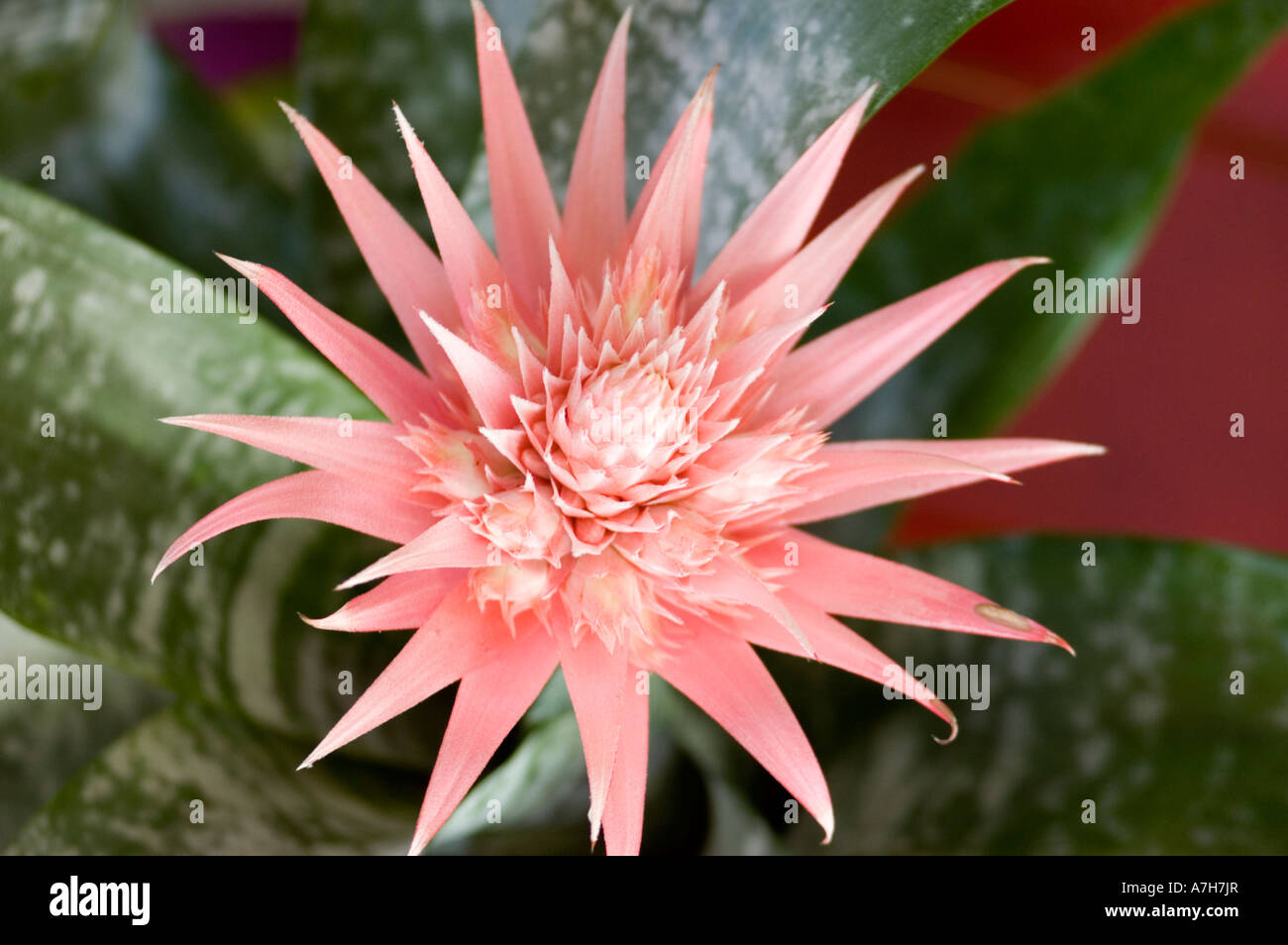 Pink flower of Aechmea v. Primera, at bromelia show in Keukenhof ...