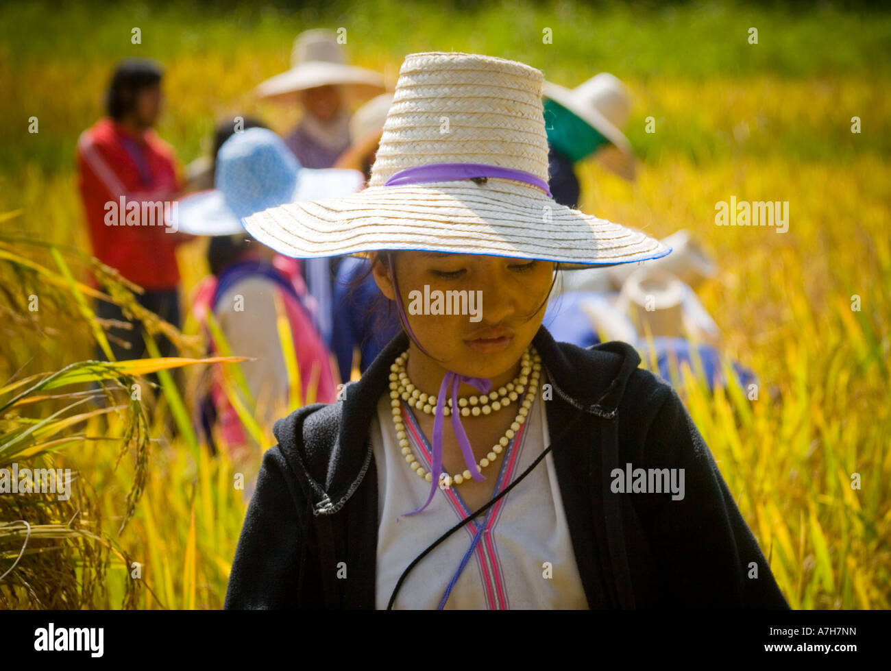 Work in rice field in Thailand Stock Photo - Alamy