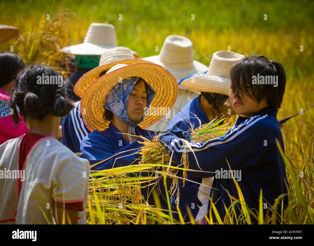 Work in rice field in Thailand Stock Photo - Alamy