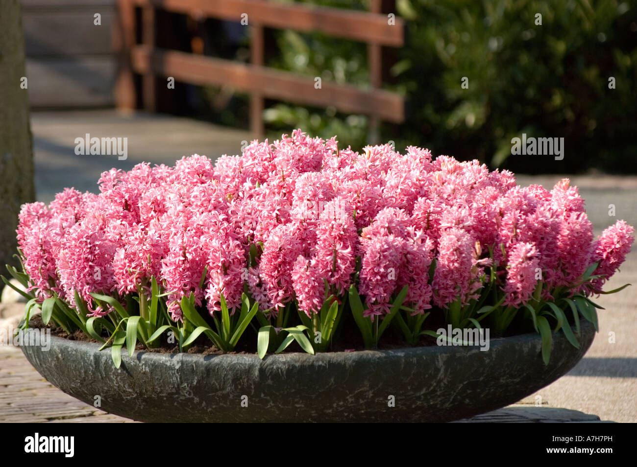 Big stone pot lots of pink spring flowers Hyacinth hybrid Hiacinthaceae ...