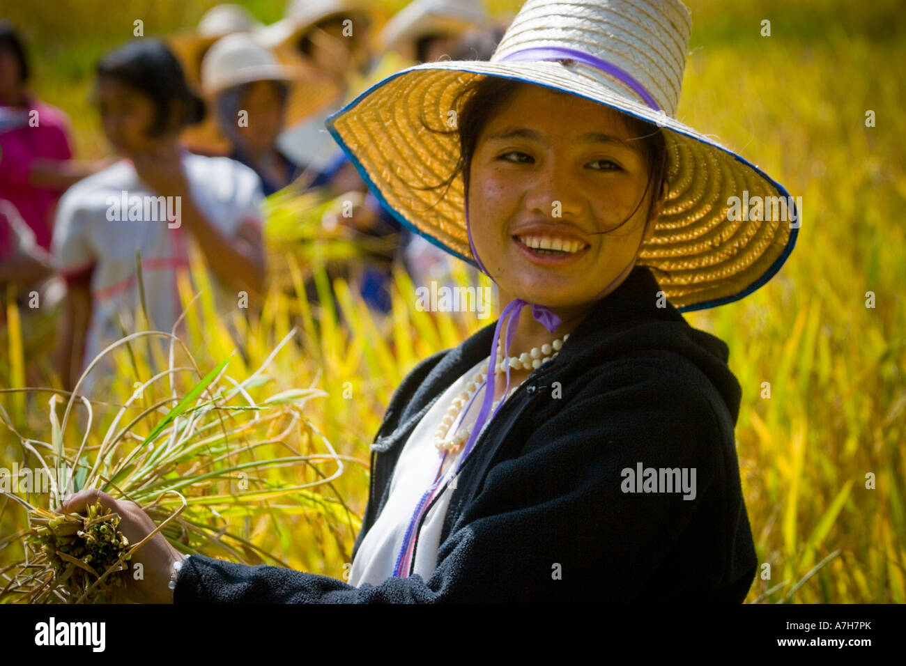 Work in rice field in Thailand Stock Photo - Alamy