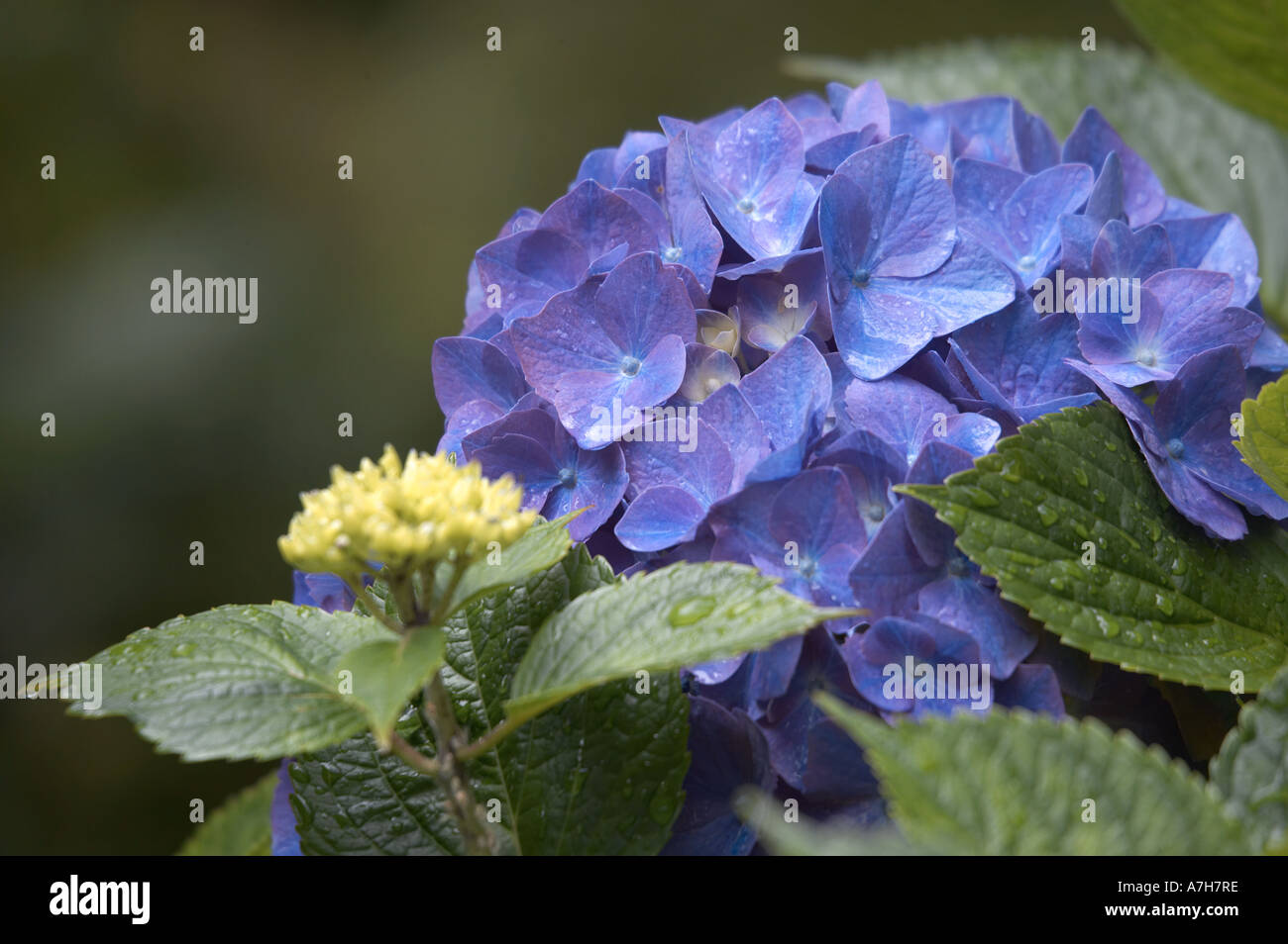 Grown in new zealand hi-res stock photography and images - Alamy