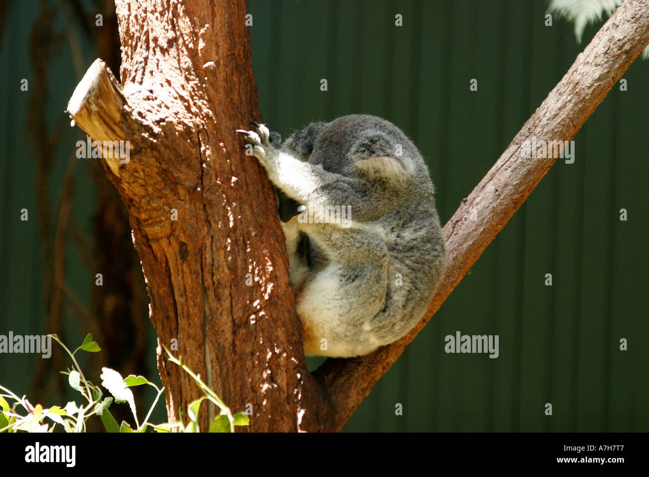 Koala taronga zoo hi-res stock photography and images - Alamy