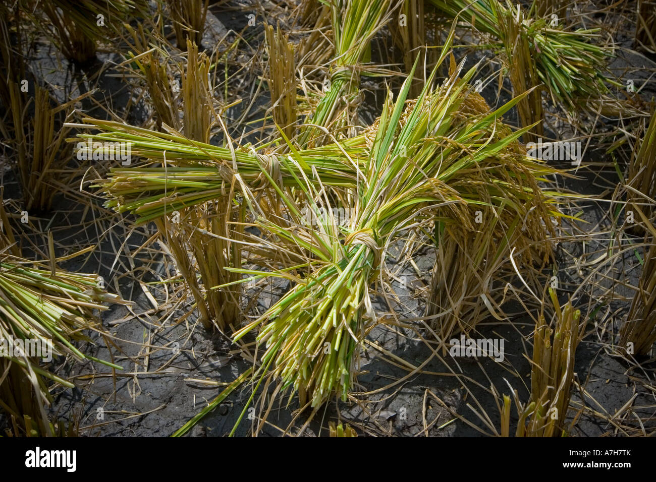 Ricefiels in North Thailand Stock Photo - Alamy