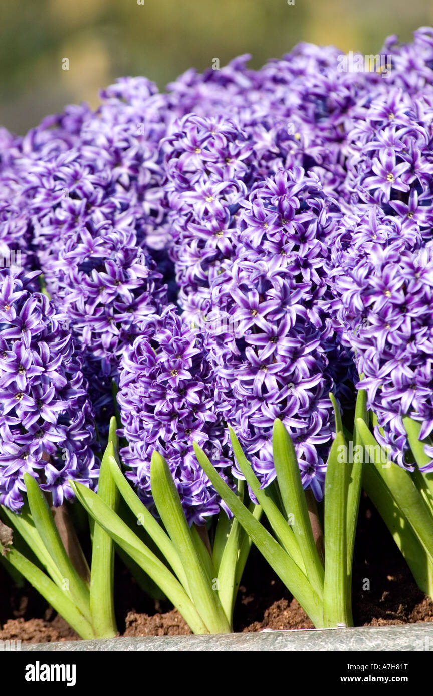 Lots of blue spring flowers Hyacinth hybrid Hiacinthaceae Hyacinthus ...