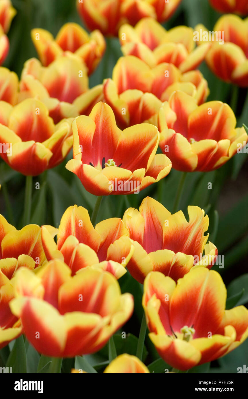 Dow gardens hi-res stock photography and images - Alamy