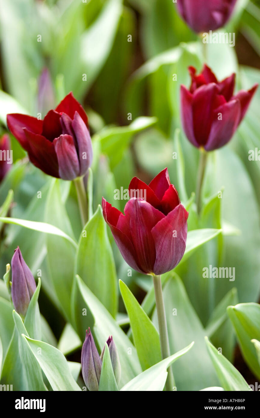 Dark red purple Triumph Tulip var HAVRAN in Keukenhof gardens, Lisse ...