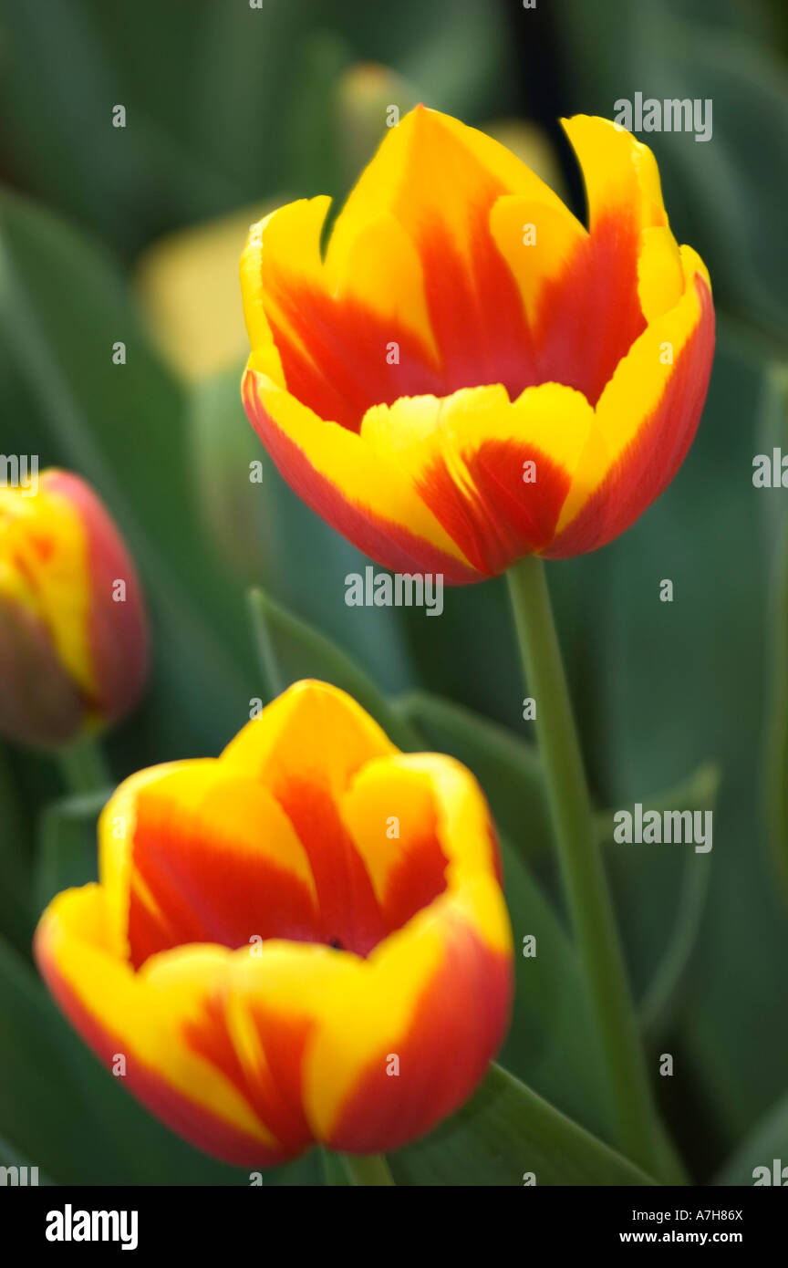 Red yellow Triumph Tulip var RAMBO in Keukenhof gardens, Lisse, Holland ...