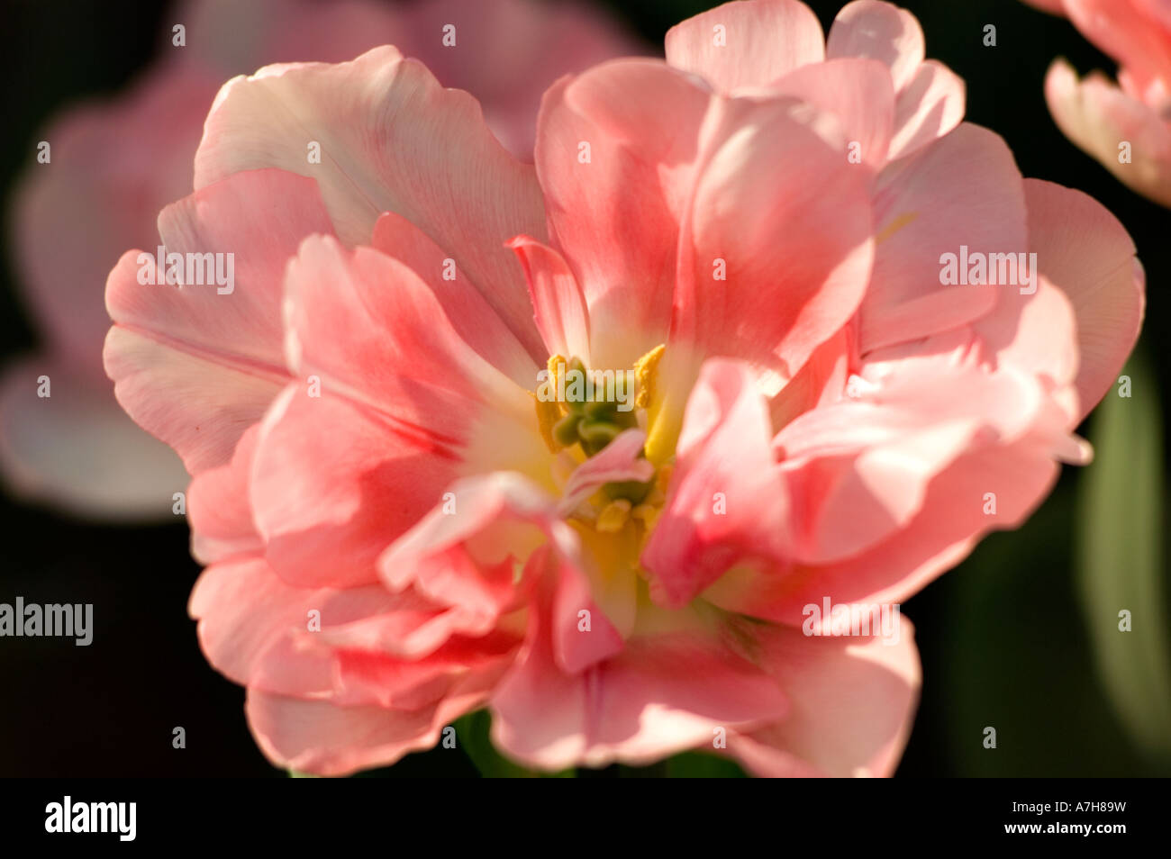 Pink flower of Early Double Tulip var FOXTROT, Keukenhof gardens, Lisse ...