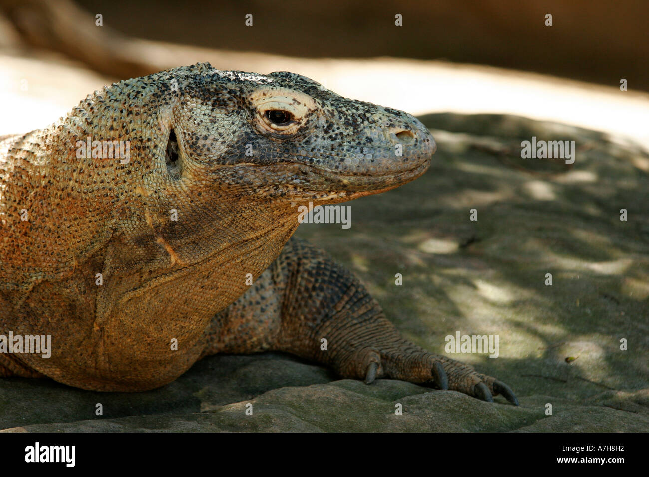 Komodo Dragon-Veranus komodoensis. Taronga zoo, New South Wales ...