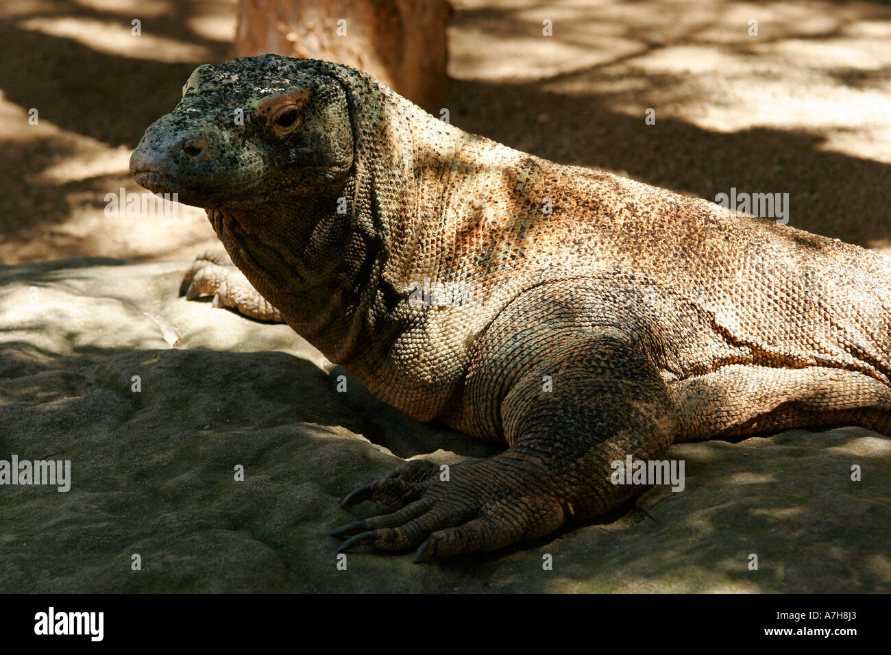 Komodo Dragon-Veranus komodoensis. Taronga zoo Sydney New South Wales ...