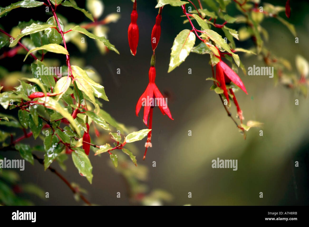 Fusia plant hi-res stock photography and images - Alamy