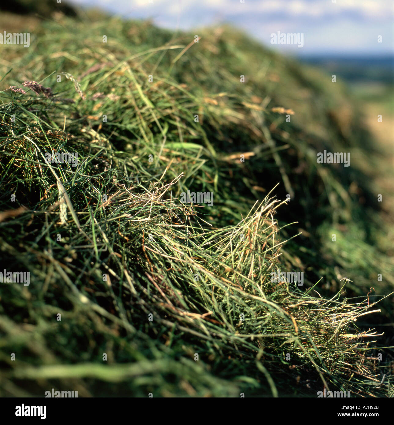 Silage piles hi-res stock photography and images - Alamy