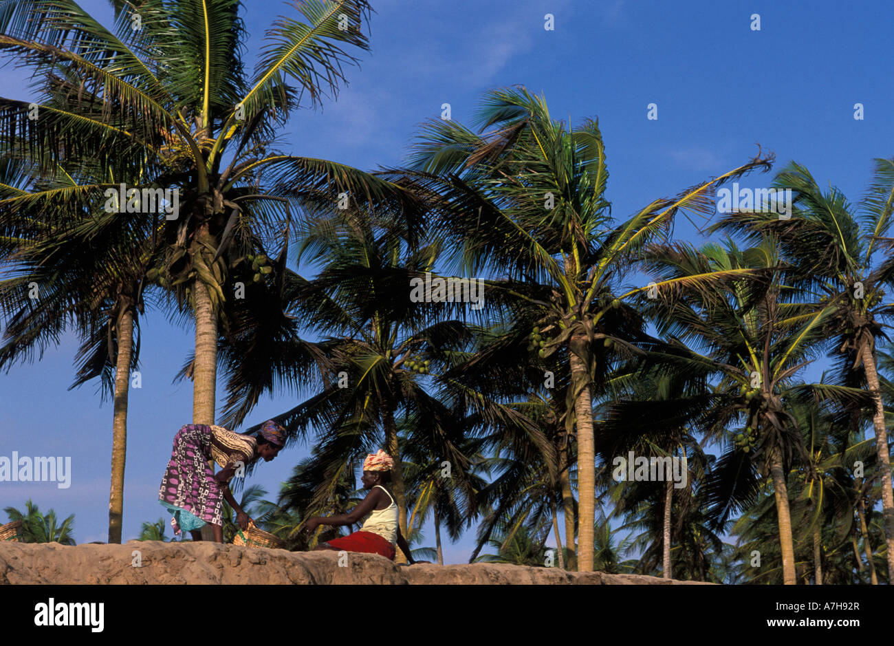 Palm-lined beach, Ada Foah, Ghana Stock Photo - Alamy