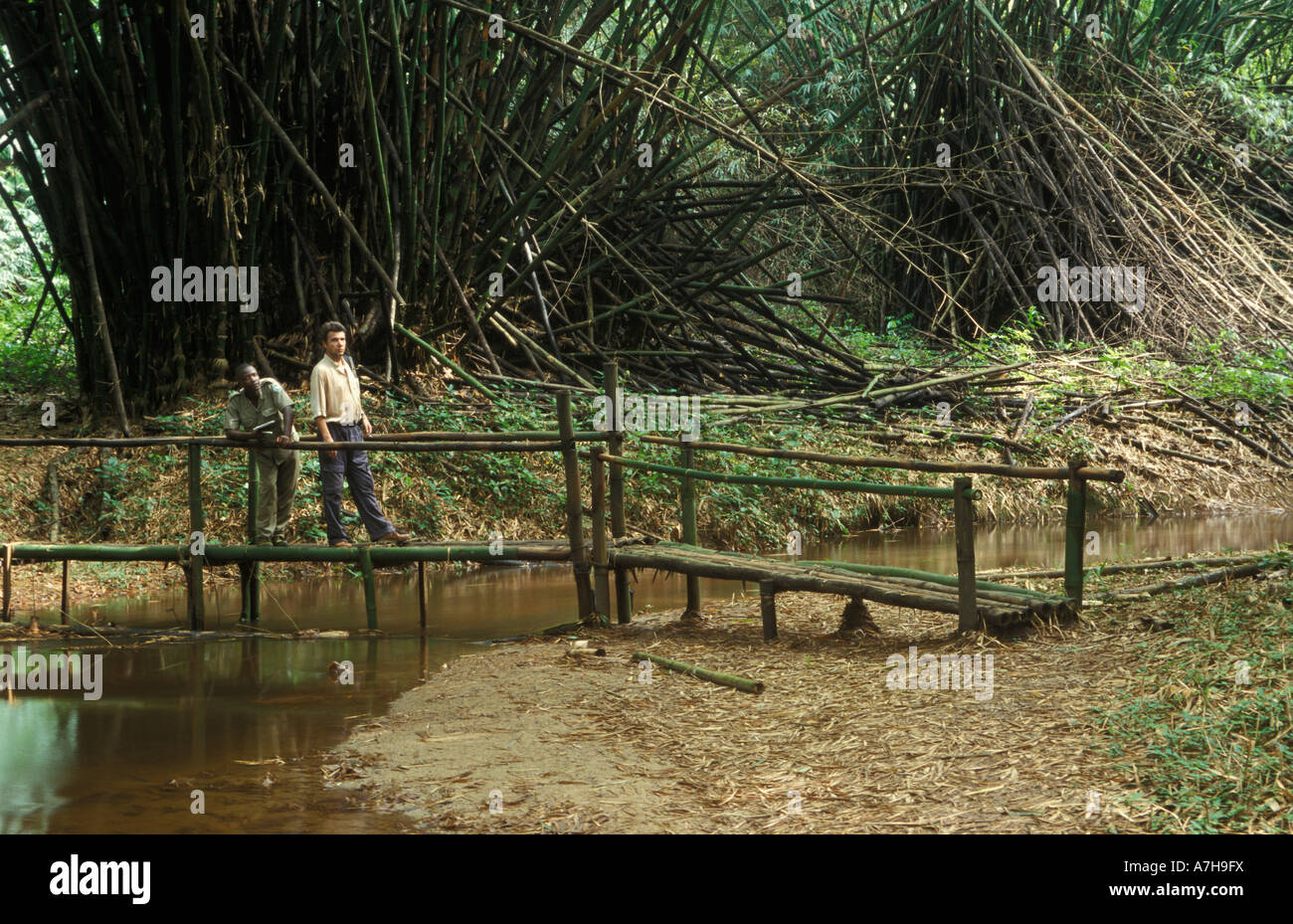 Bamboo forest, Ankasa protected area, Ghana Stock Photo - Alamy