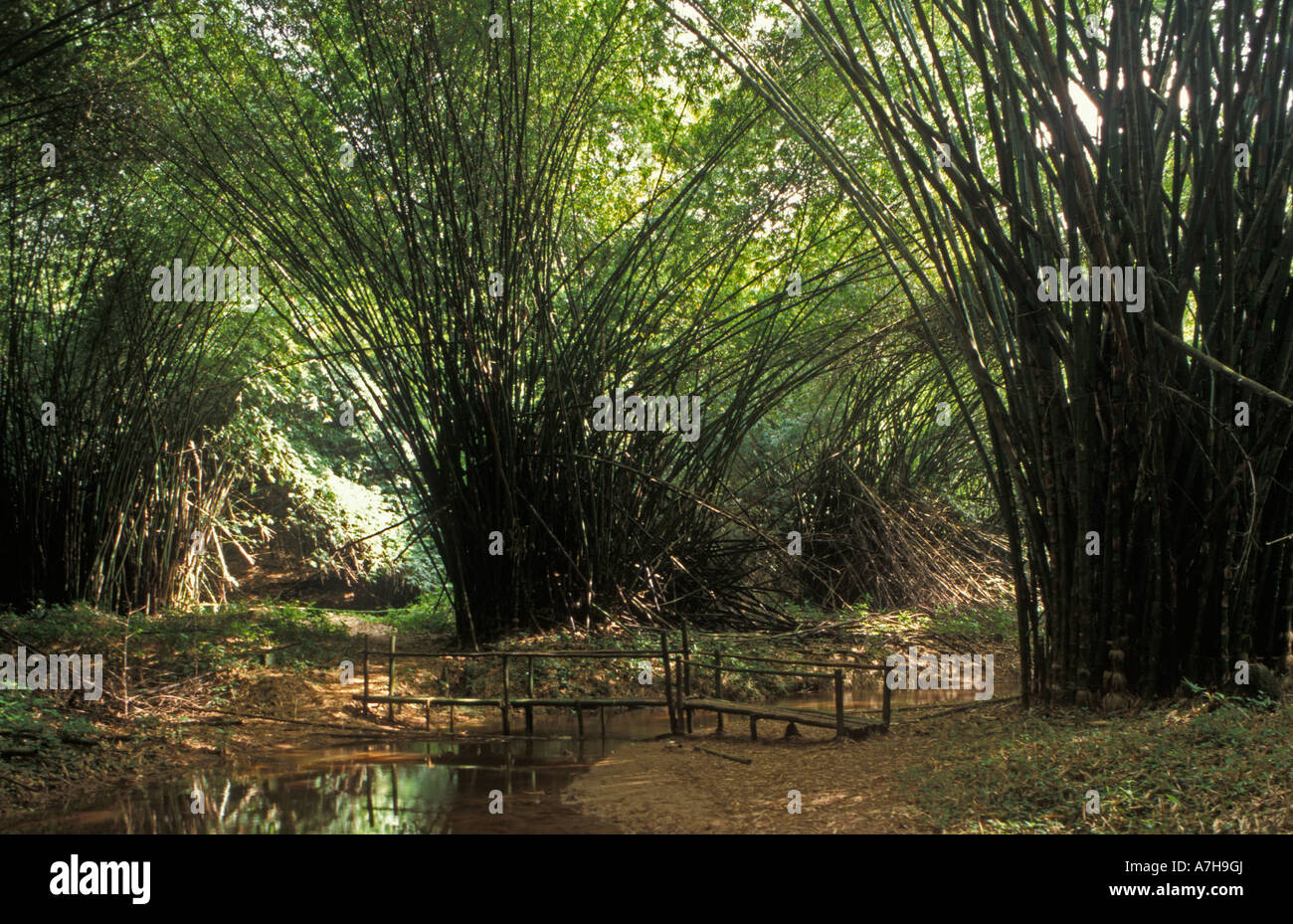 Bamboo forest, Ankasa protected area, Ghana Stock Photo - Alamy