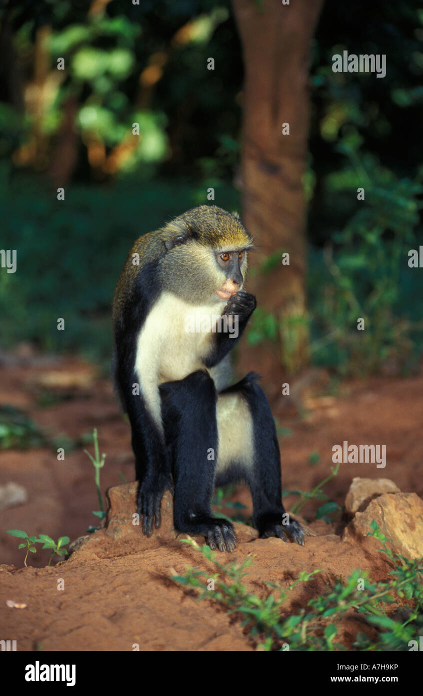 Mona monkey, Cercopithecus mona, Boabeng-Fiema Monkey Sanctuary, Ghana ...