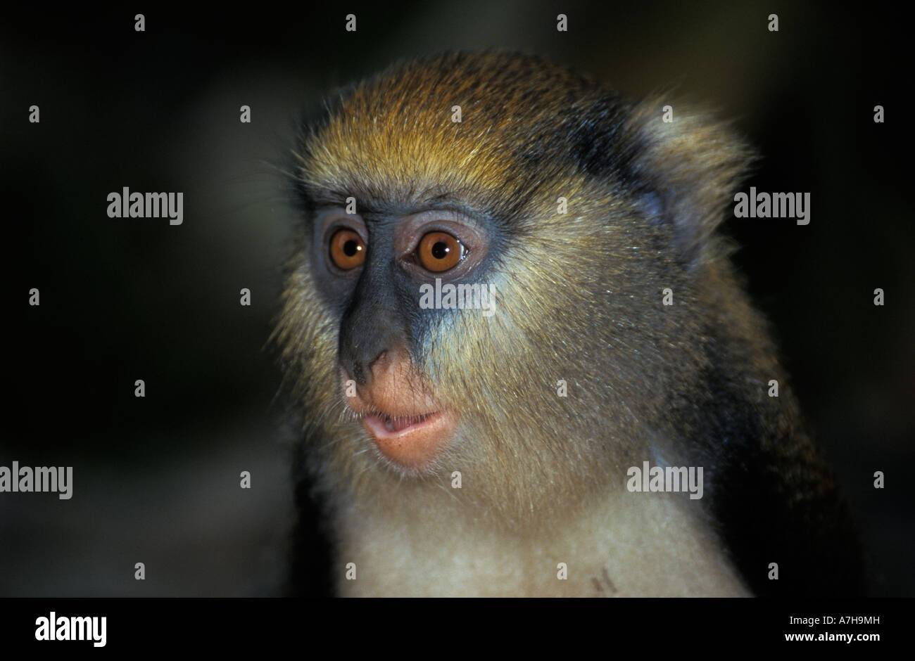 Mona monkey, Cercopithecus mona, Boabeng-Fiema Monkey Sanctuary, Ghana ...