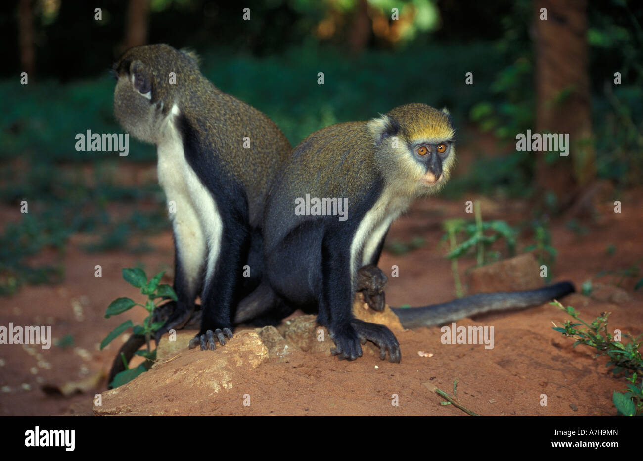 Mona monkeys, Cercopithecus mona, Boabeng-Fiema Monkey Sanctuary, Ghana ...