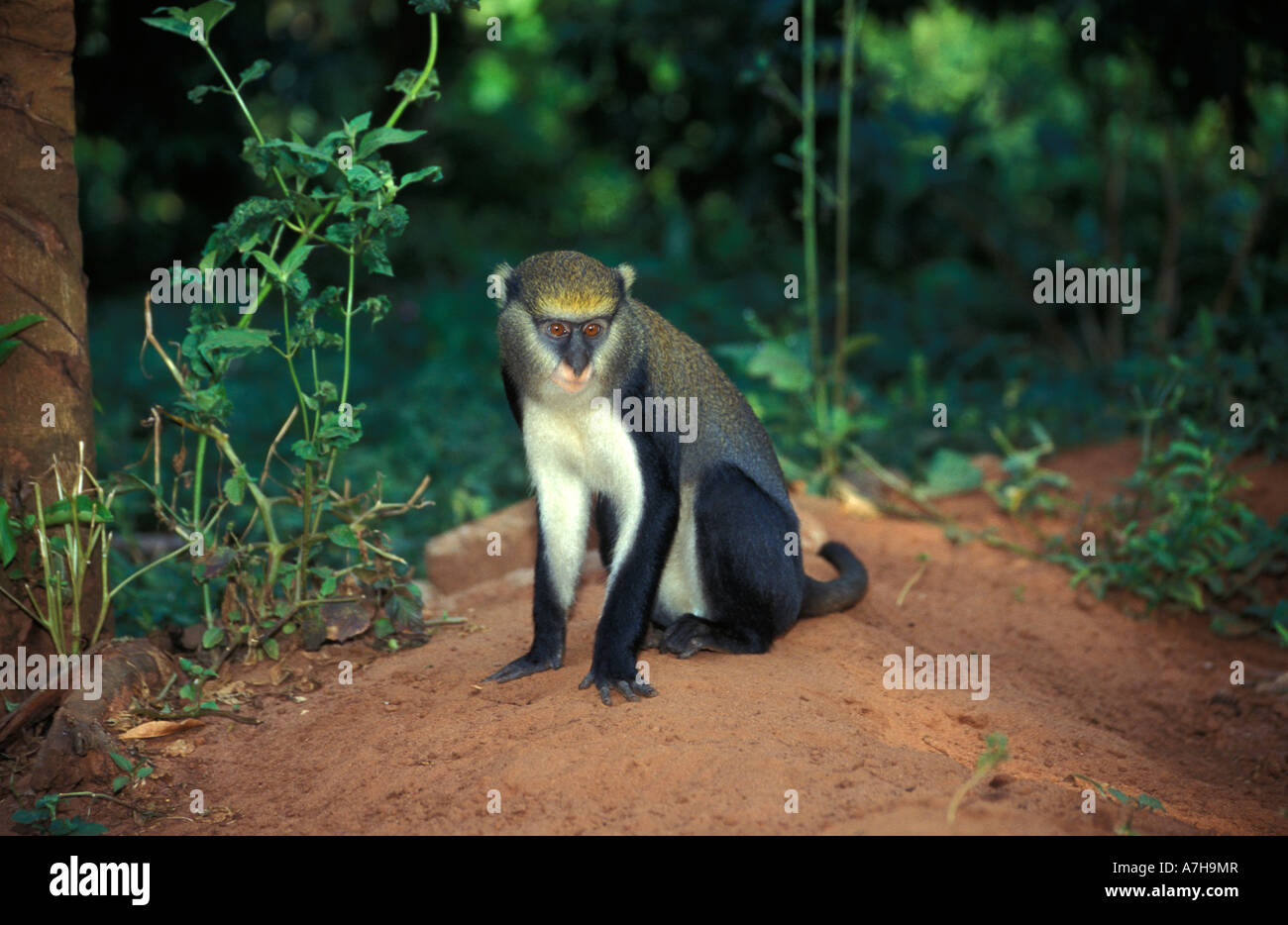 Mona monkey, Cercopithecus mona, Boabeng-Fiema Monkey Sanctuary, Ghana ...