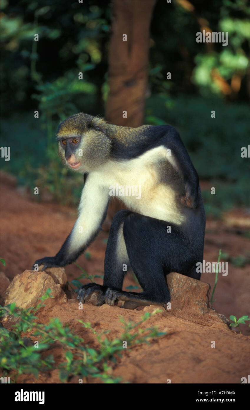 Mona monkey, Cercopithecus mona, Boabeng-Fiema Monkey Sanctuary, Ghana ...