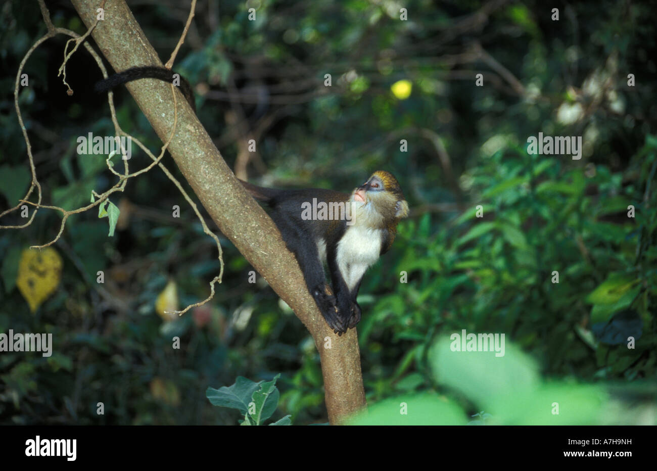 Fiema hi-res stock photography and images - Alamy