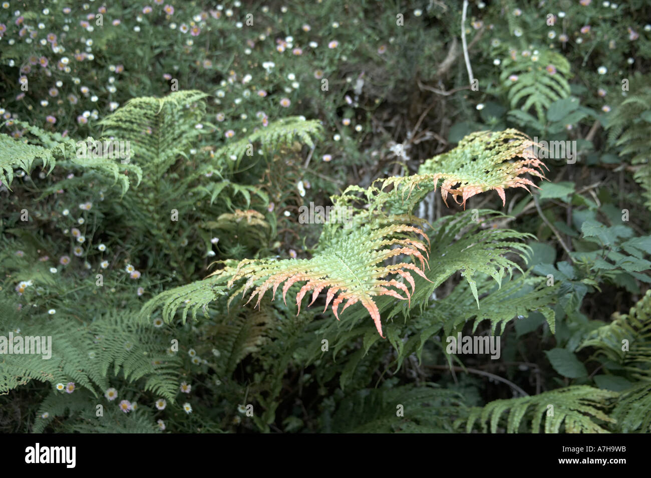 Lush ferns in the North Island of New Zealand Stock Photo - Alamy