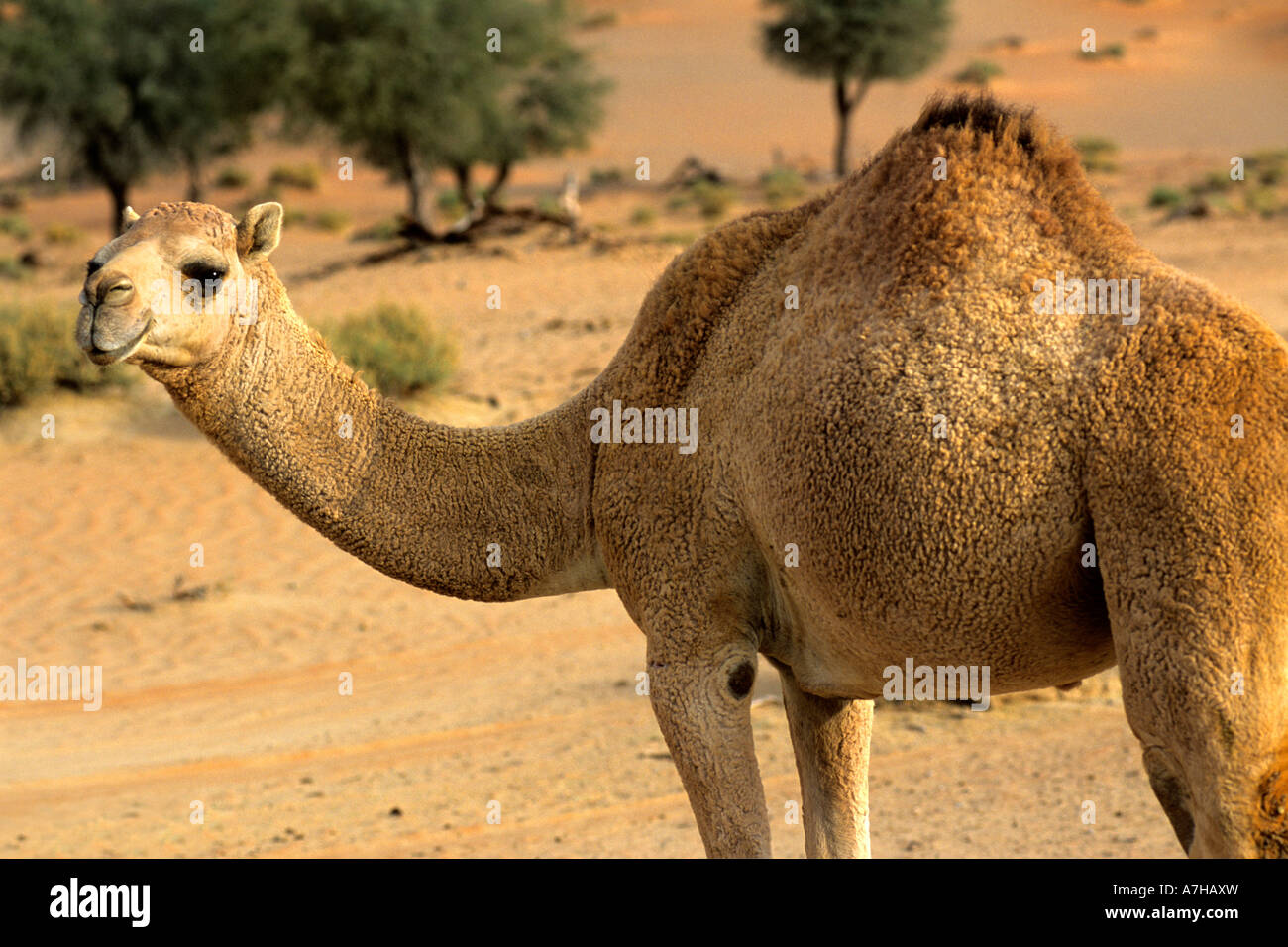 Camel in desert landscape at Al Hayer near Dubai United Arab Emirates ...