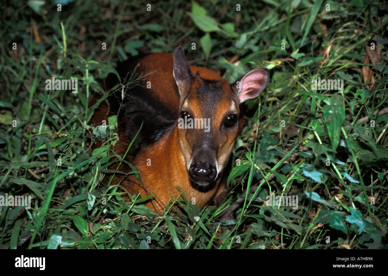 Bay duiker, Cephalophus dorsalis, Ghana Stock Photo - Alamy
