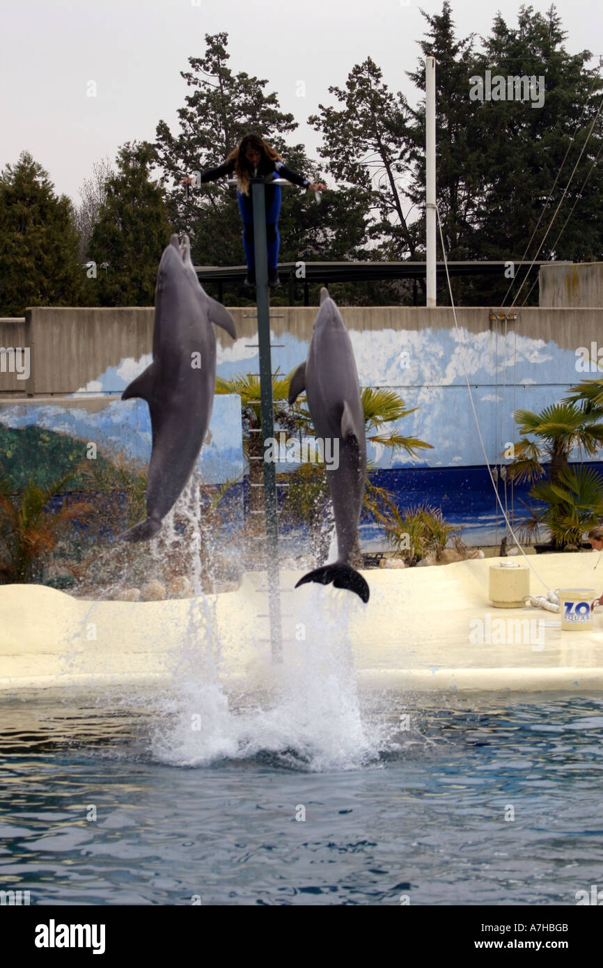 Dolphins and trainer at a show Stock Photo - Alamy