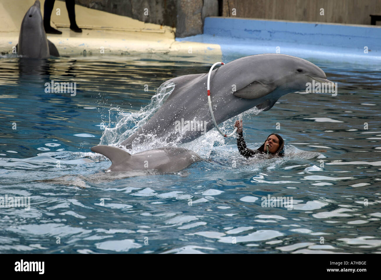 Dolphins and trainer at a show Stock Photo - Alamy
