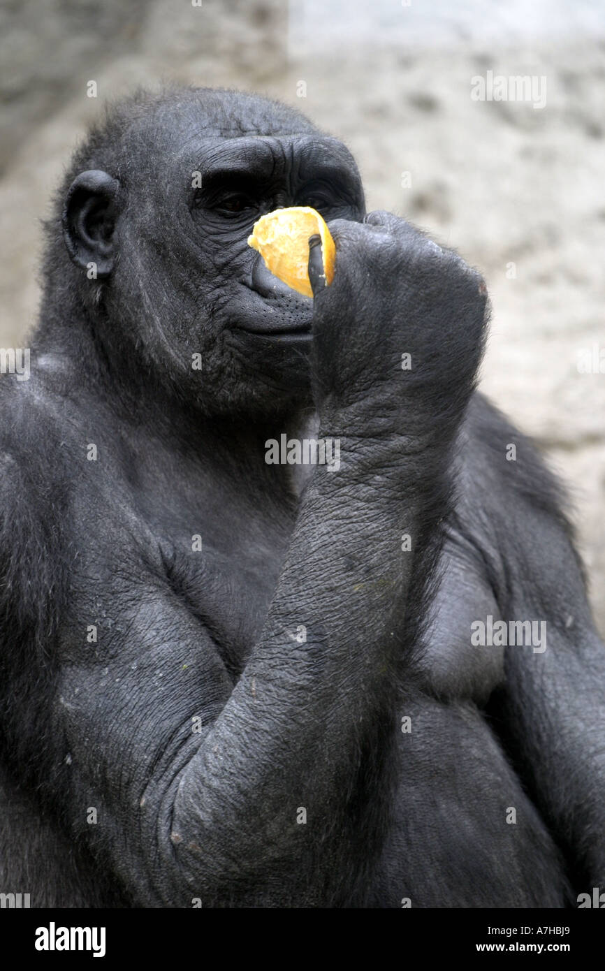 Ape pondering hi-res stock photography and images - Alamy