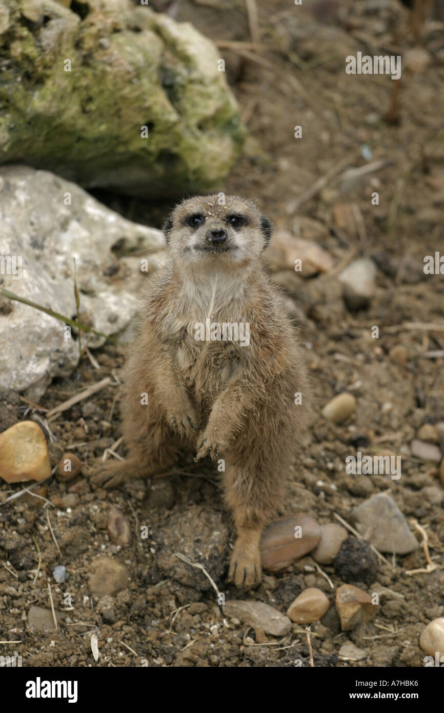 Meer cat hi-res stock photography and images - Alamy