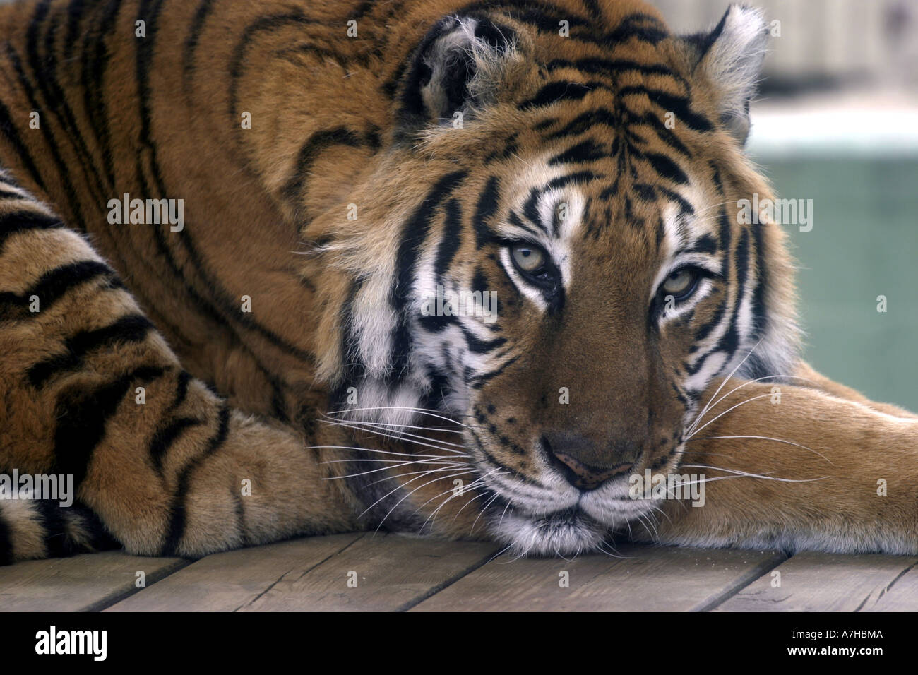 Tiger ear hi-res stock photography and images - Alamy