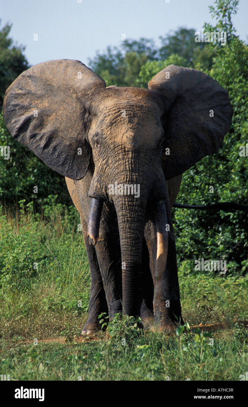 Elephant, Loxodonta africana africana, in lush scenery, Mole National ...
