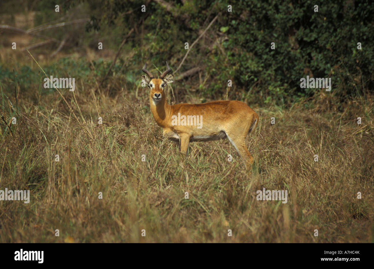 Kob, Kobus kob kob, Mole National Park, Ghana Stock Photo - Alamy