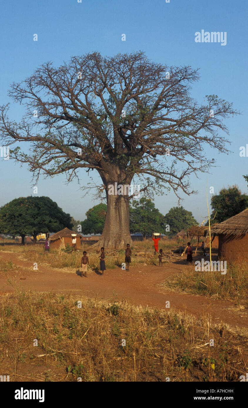 Baobab tree in the village, Paga, Ghana Stock Photo - Alamy