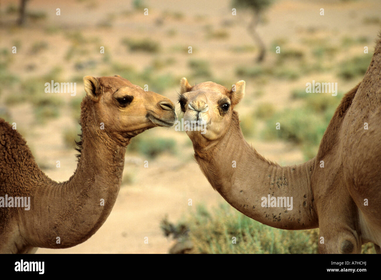 Female camel with young in desert landscape at Al Hayer near Dubai ...