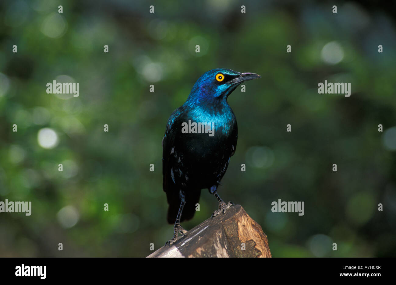 Greater blue-eared starling, Lamprotornis chalybaeus, Aberdare National ...