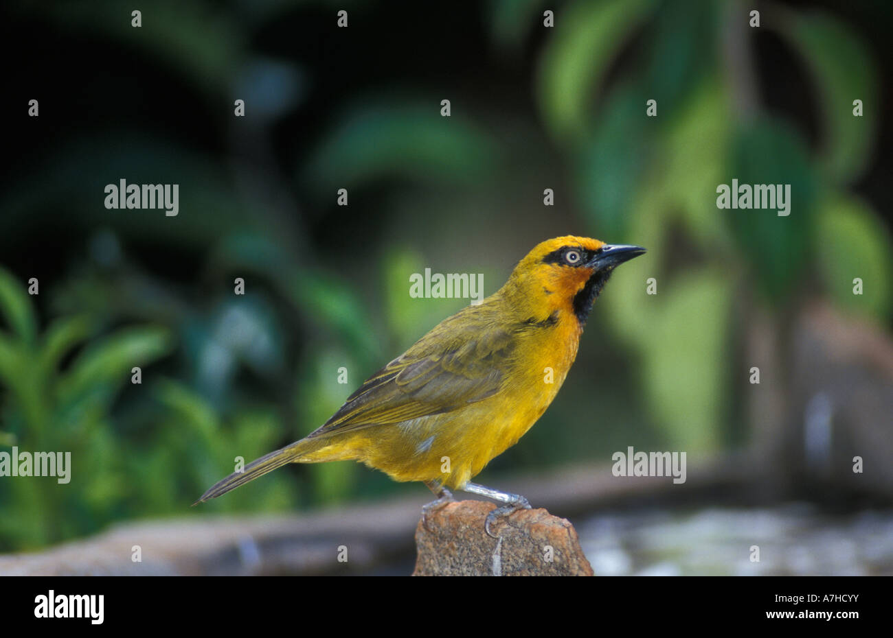 Spectacled weaver bird hi-res stock photography and images - Alamy