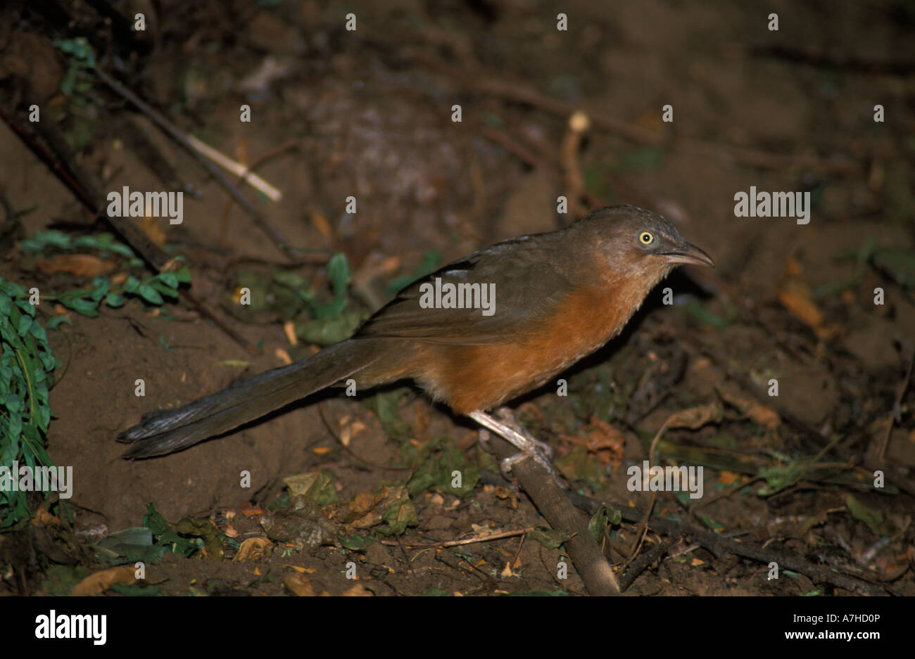 Turdoides rubiginosa hi-res stock photography and images - Alamy