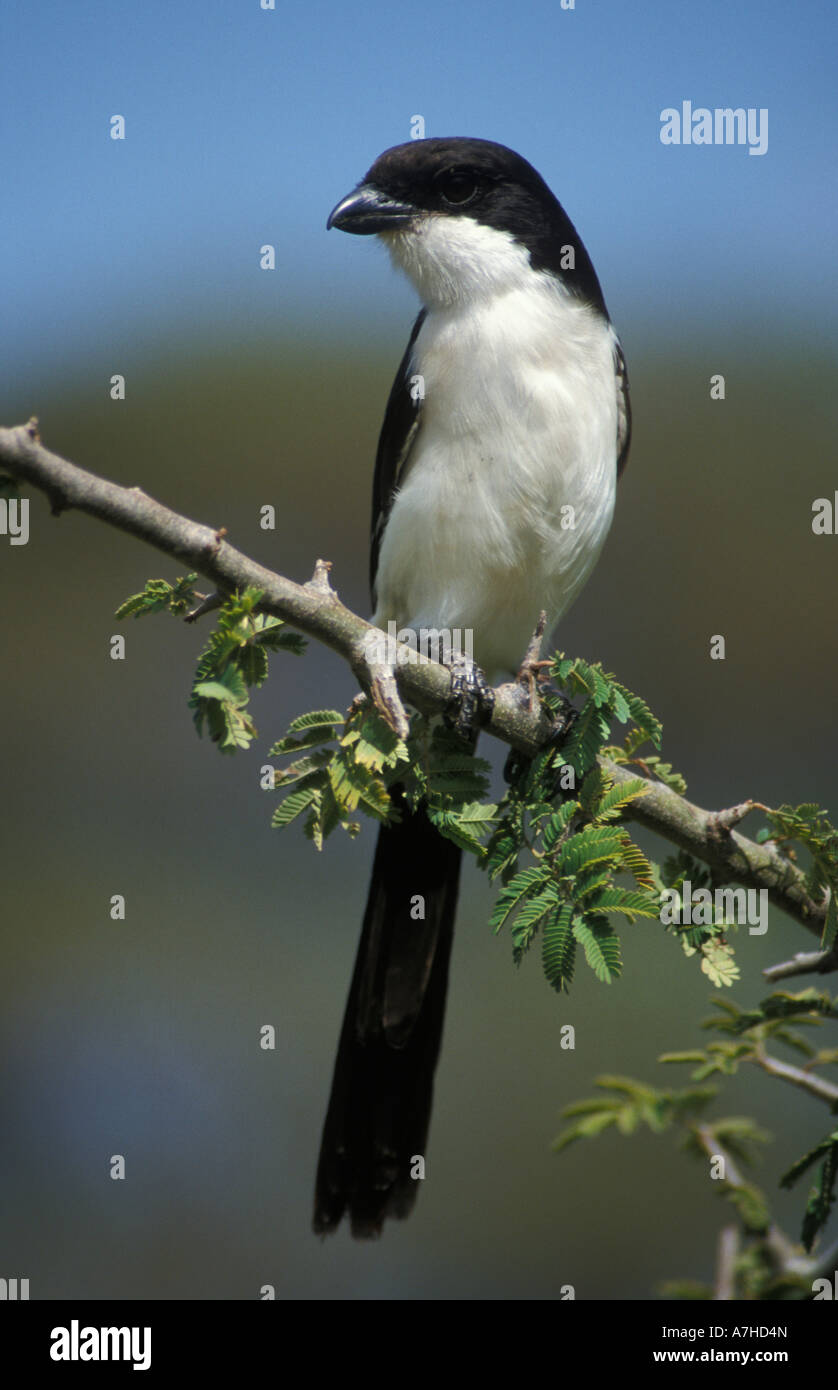 Long-tailed Fiscal, Lanius cabanisi, is endemic to NE Africa, Amboseli ...